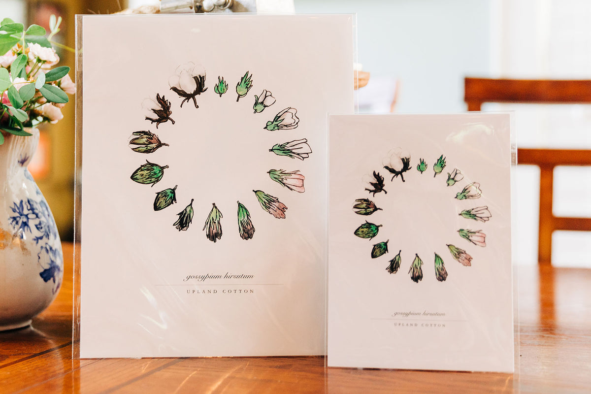 Blossom to Boll Watercolor Print – Covered in Cotton